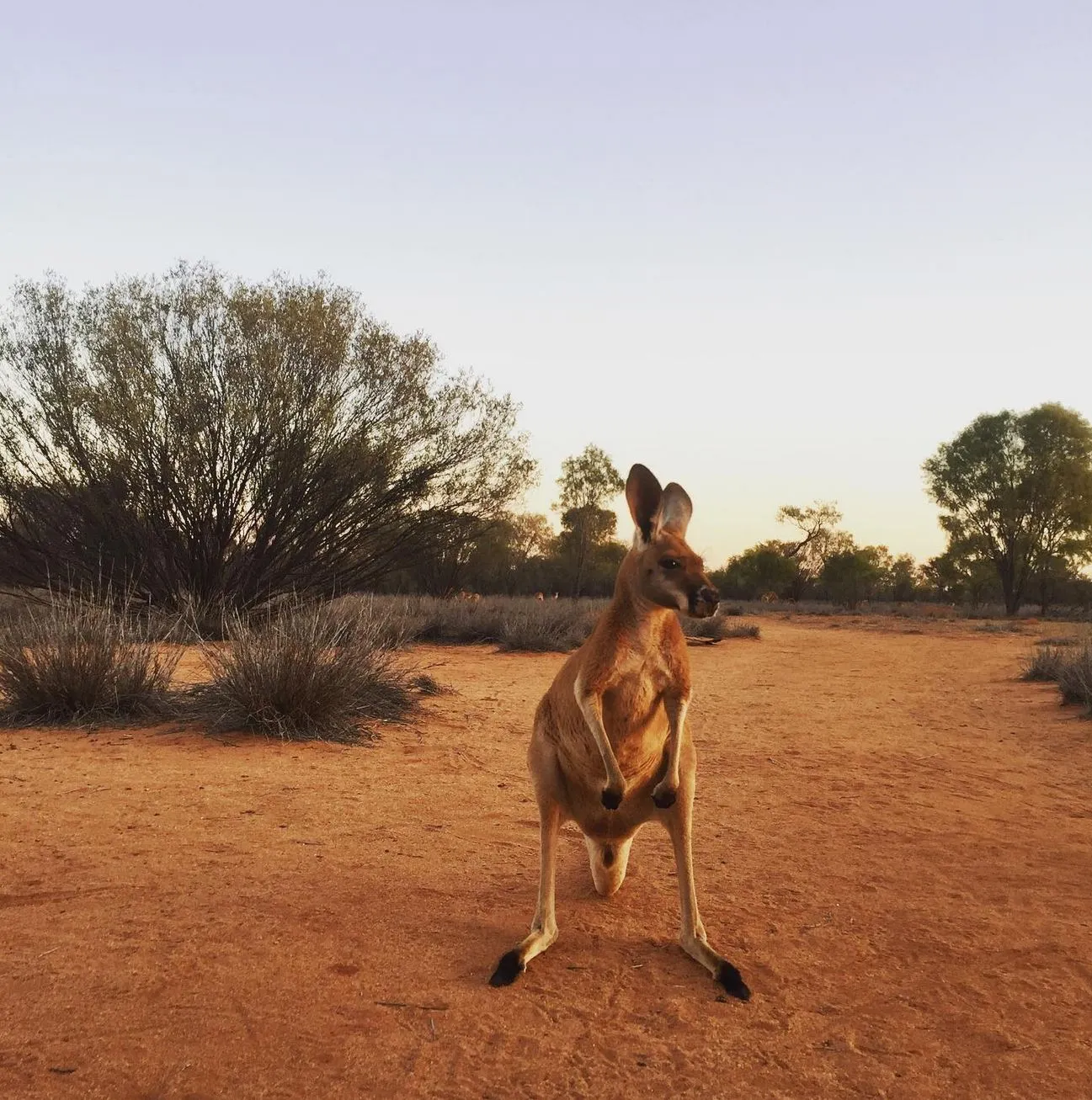 Is There a Kangaroo at Uluru?